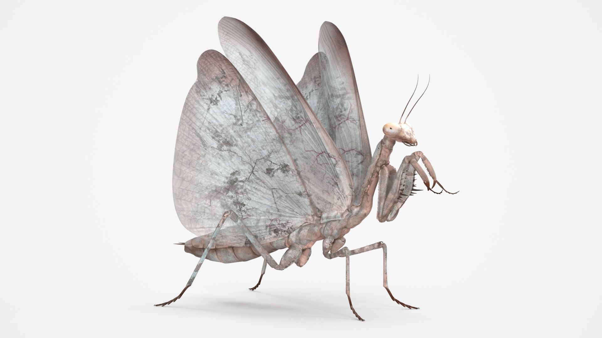Praying Mantis Insect Fur 3D Model - TurboSquid 2218398