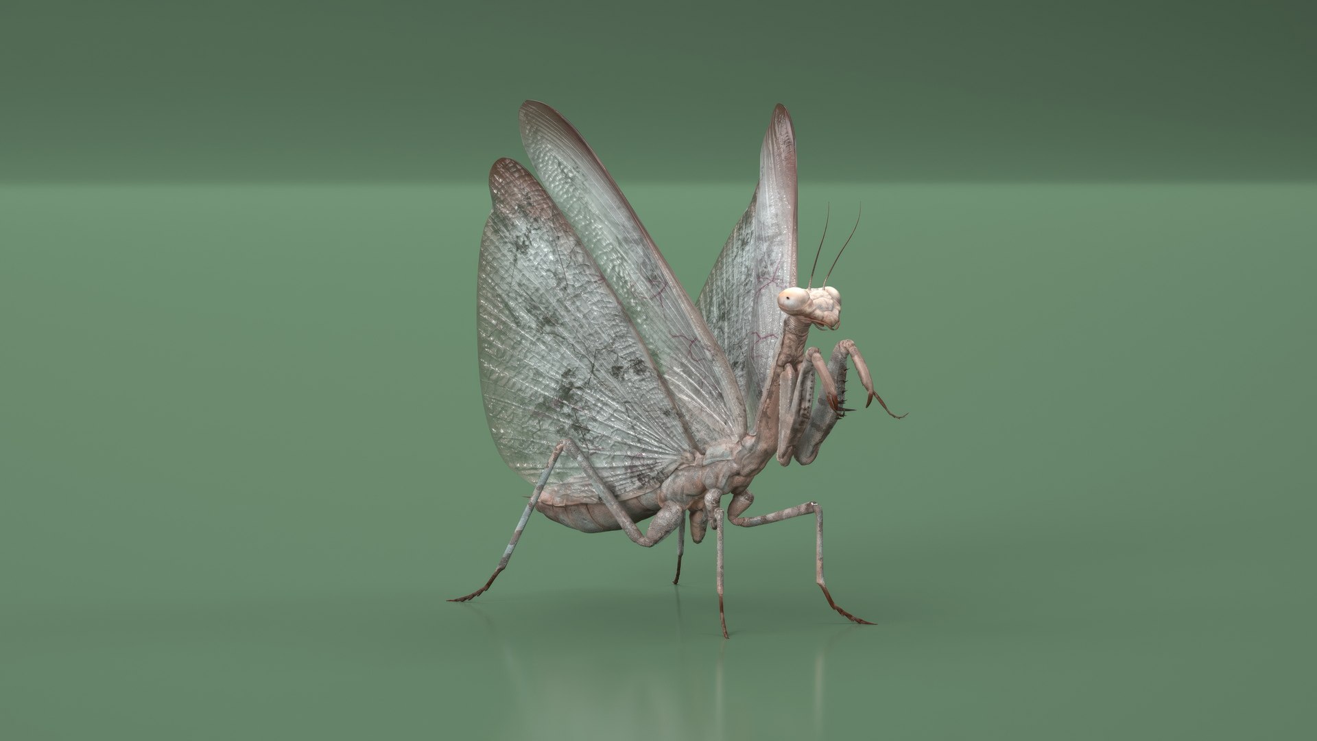 Praying Mantis Insect Fur 3D Model - TurboSquid 2218398