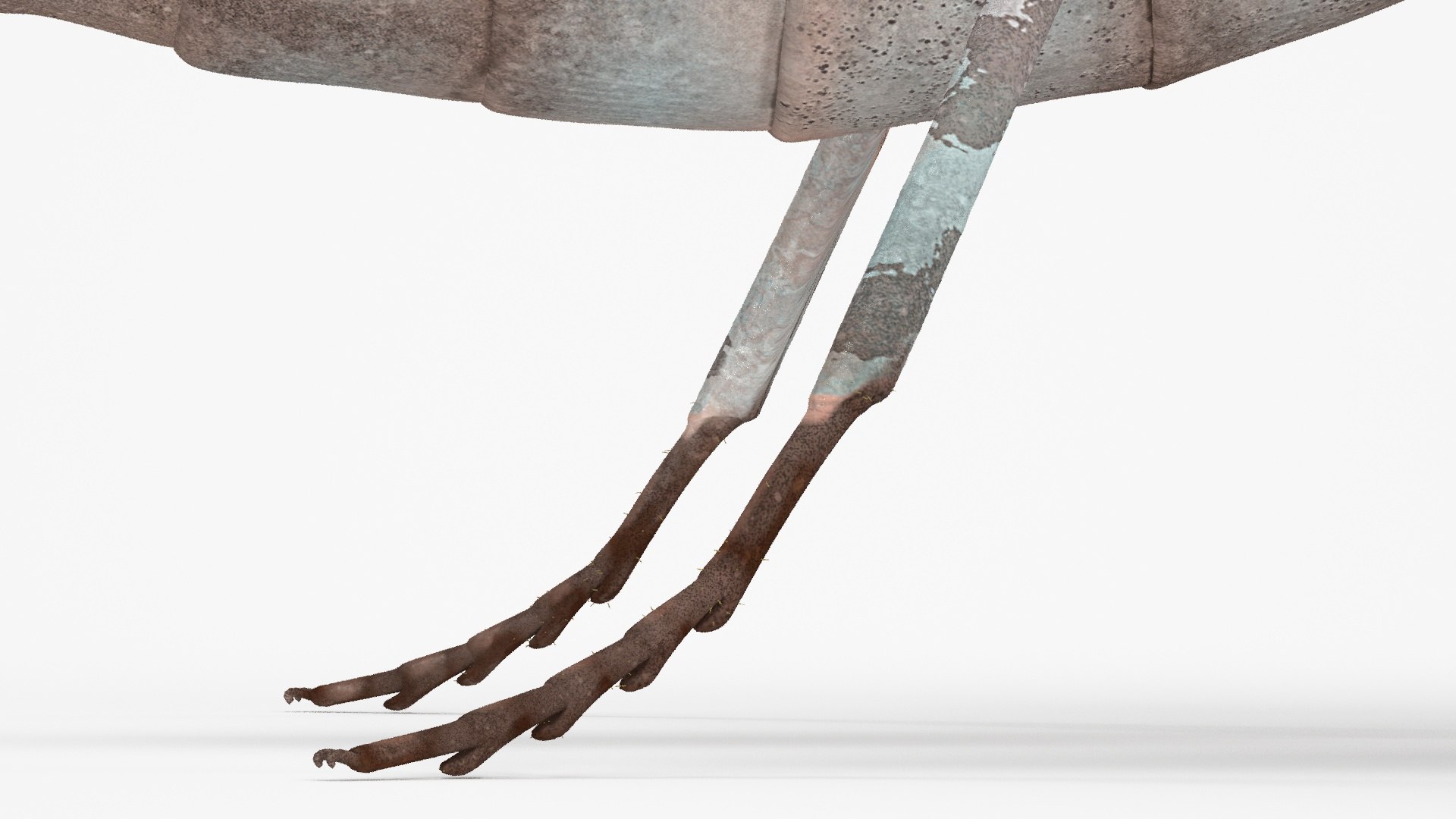 Praying Mantis Insect Fur 3D Model - TurboSquid 2218398