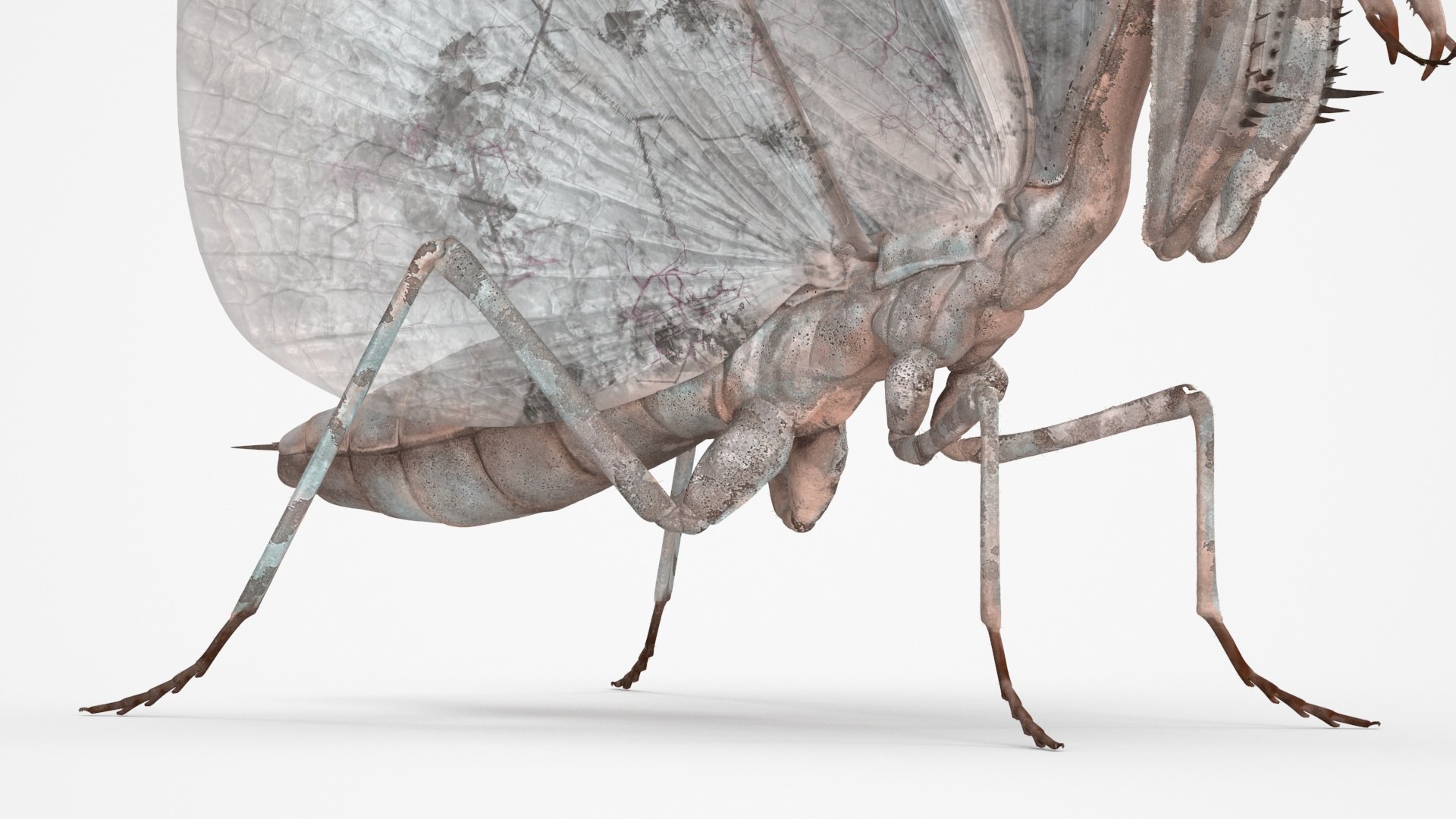 Praying Mantis Insect Fur 3D Model - TurboSquid 2218398