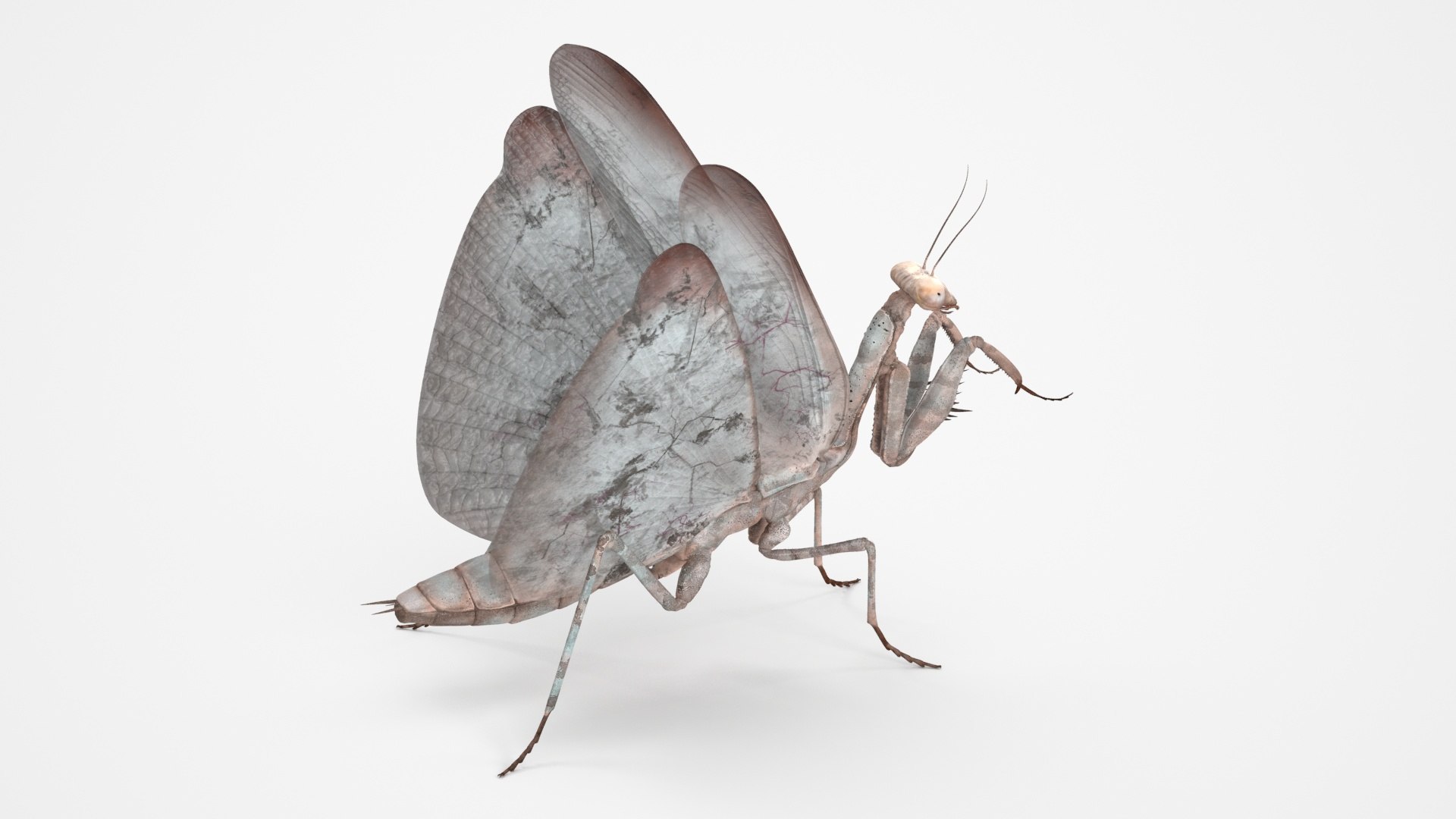 Praying Mantis Insect Fur 3D Model - TurboSquid 2218398