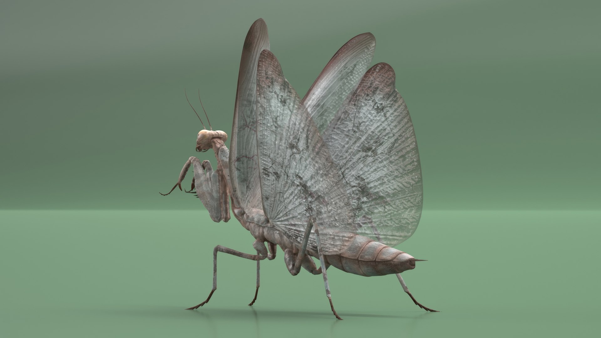 Praying Mantis Insect Fur 3D Model - TurboSquid 2218398