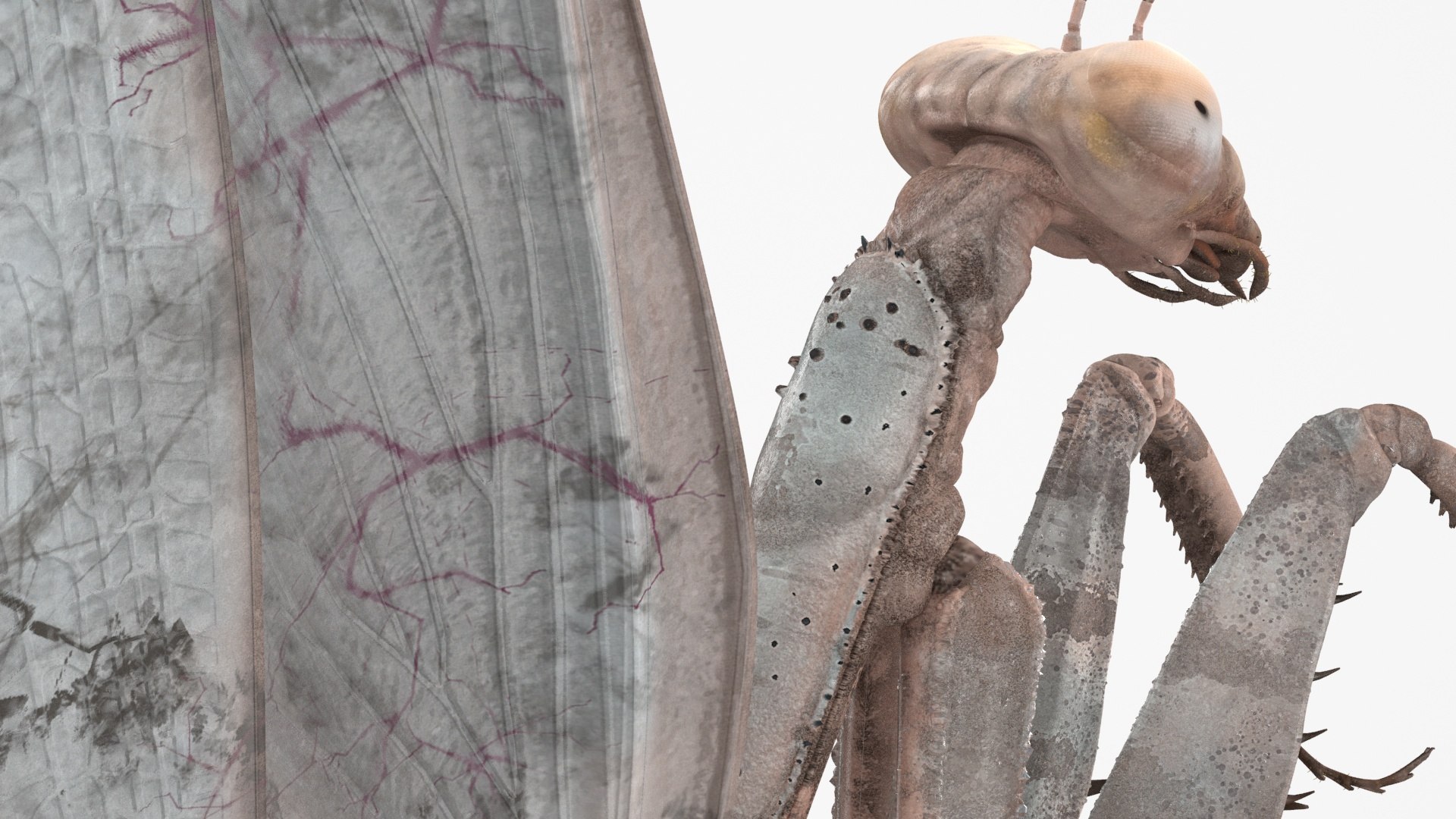 Praying Mantis Insect Fur 3D Model - TurboSquid 2218398