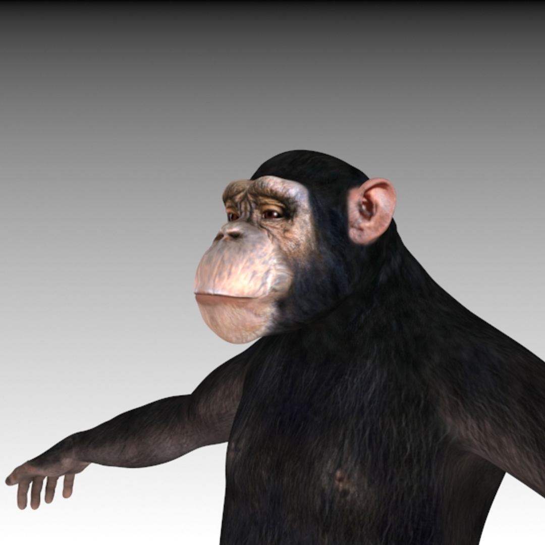 3d Chimpanzee Facial Morph Model