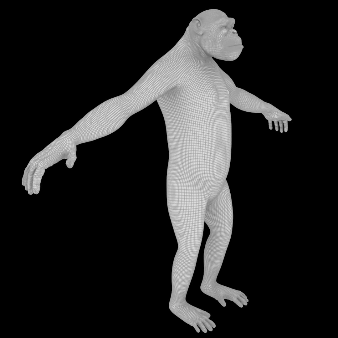 3d Chimpanzee Facial Morph Model