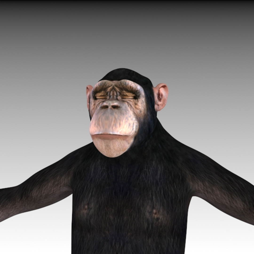 3d Chimpanzee Facial Morph Model