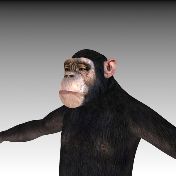 3d model base chimpanzee mesh