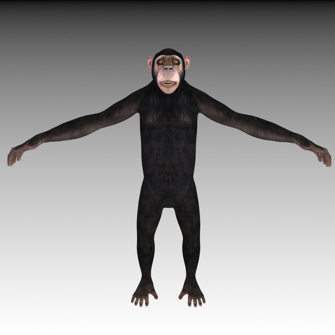 3d Chimpanzee Facial Morph Model