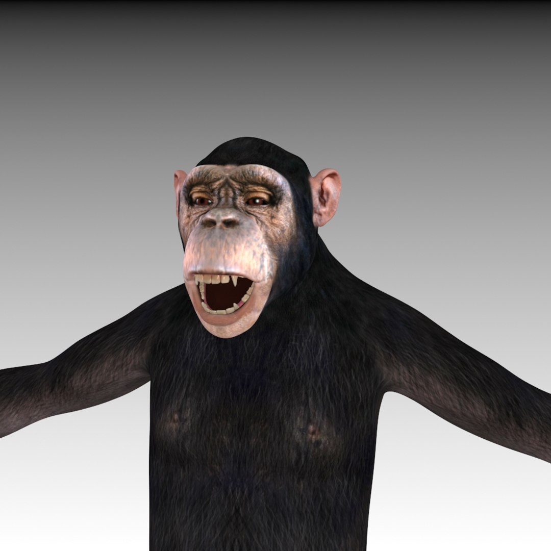 3d Chimpanzee Facial Morph Model