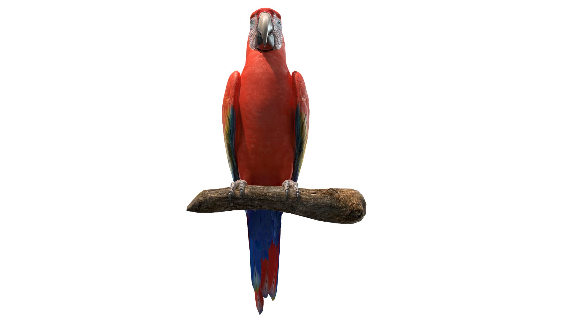 Macaw Collection 3D model - TurboSquid 1834284