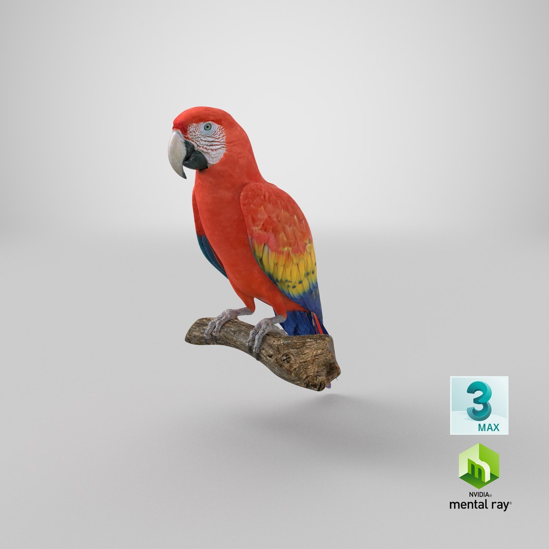 Macaw Collection 3D Model - TurboSquid 1834284