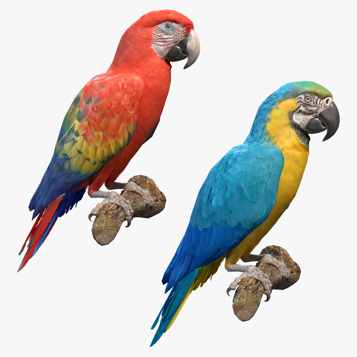 Macaw Collection 3D model - TurboSquid 1834284