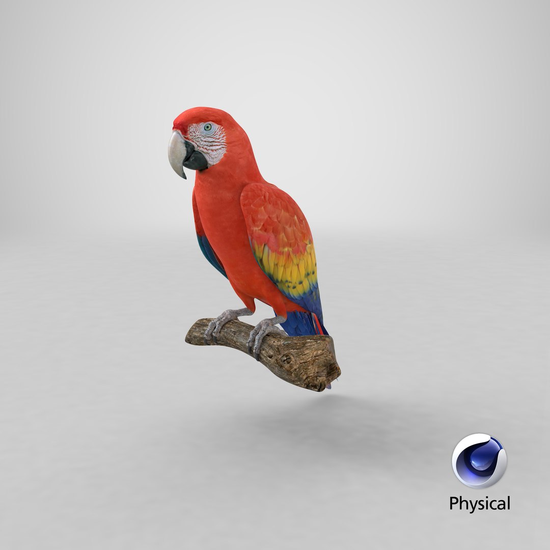 Macaw Collection 3D Model - TurboSquid 1834284