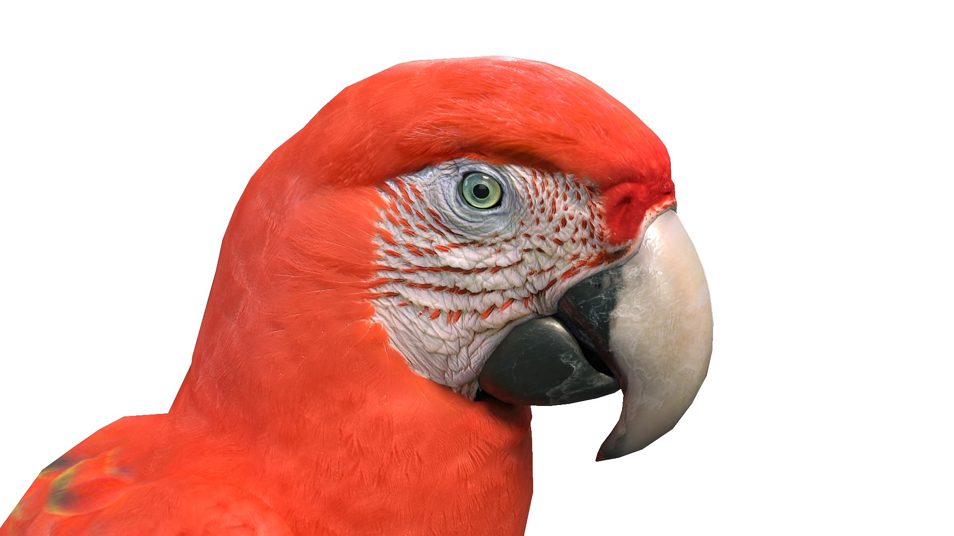 Macaw Collection 3D model - TurboSquid 1834284