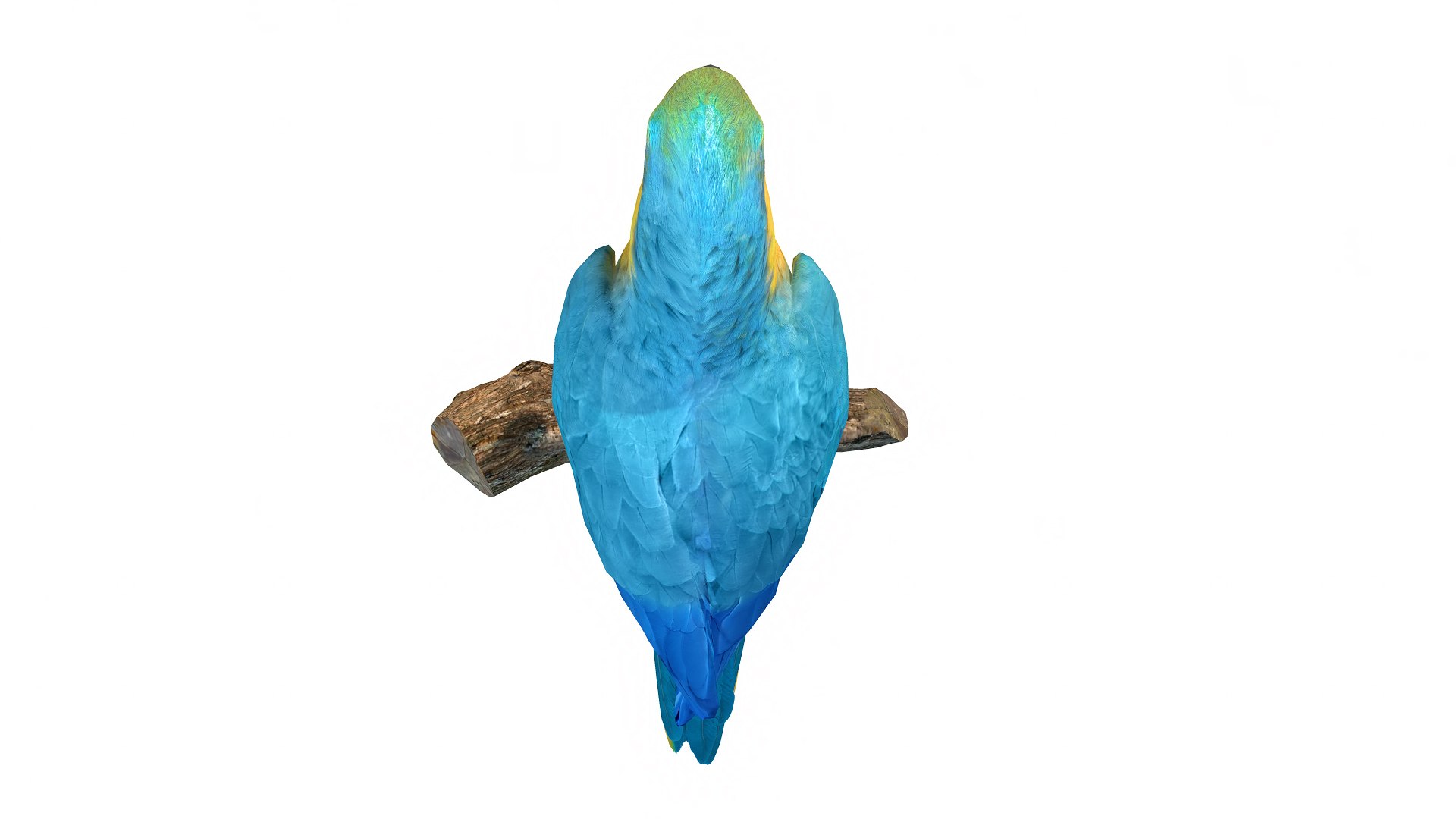 Macaw Collection 3D Model - TurboSquid 1834284
