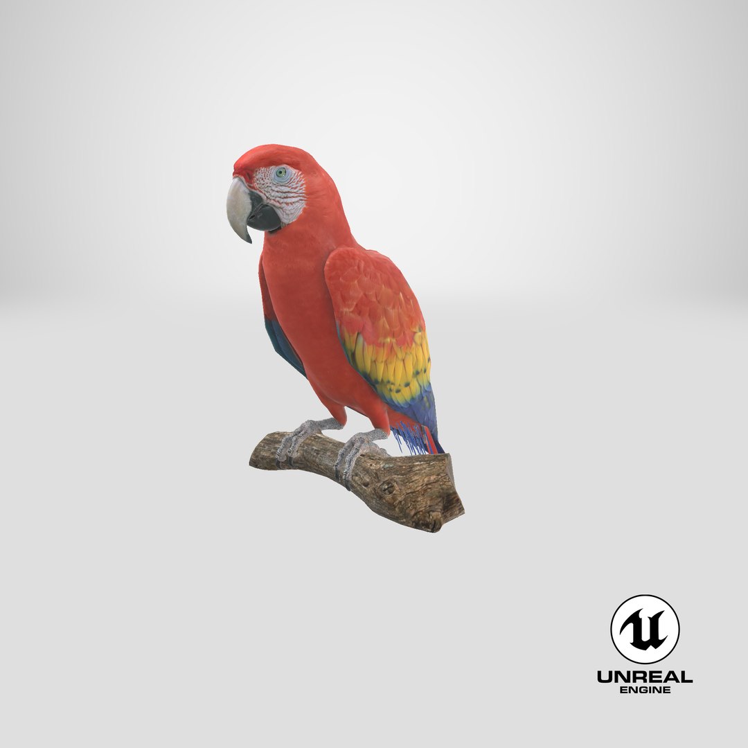 Macaw Collection 3D Model - TurboSquid 1834284