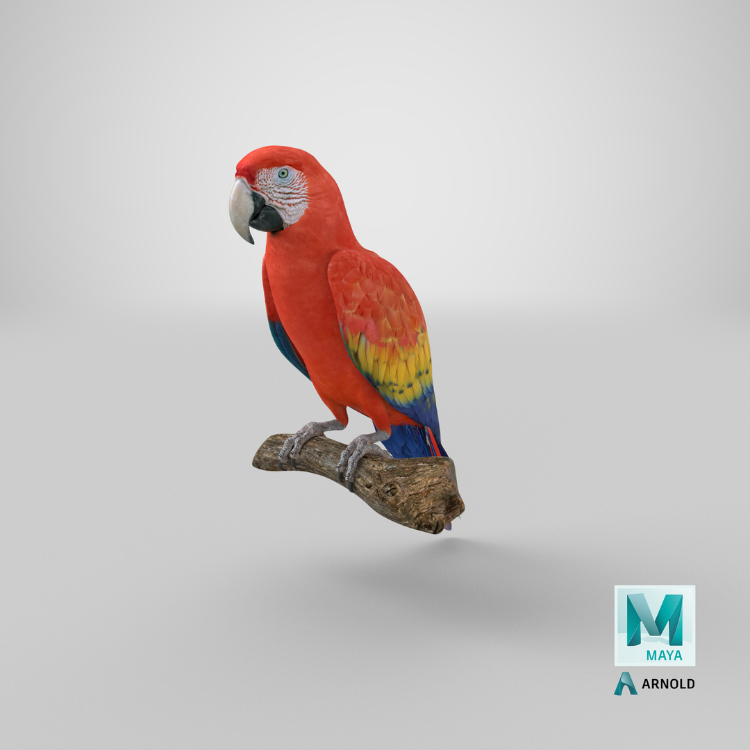 Macaw Collection 3D model - TurboSquid 1834284