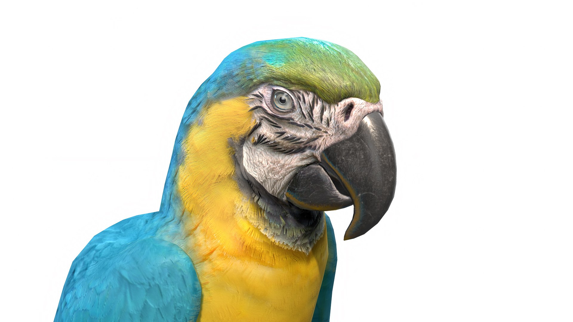 Macaw Collection 3D Model - TurboSquid 1834284