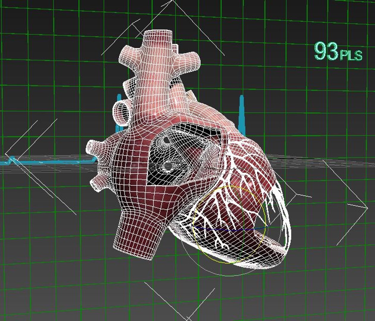 Human Heart 3d Model