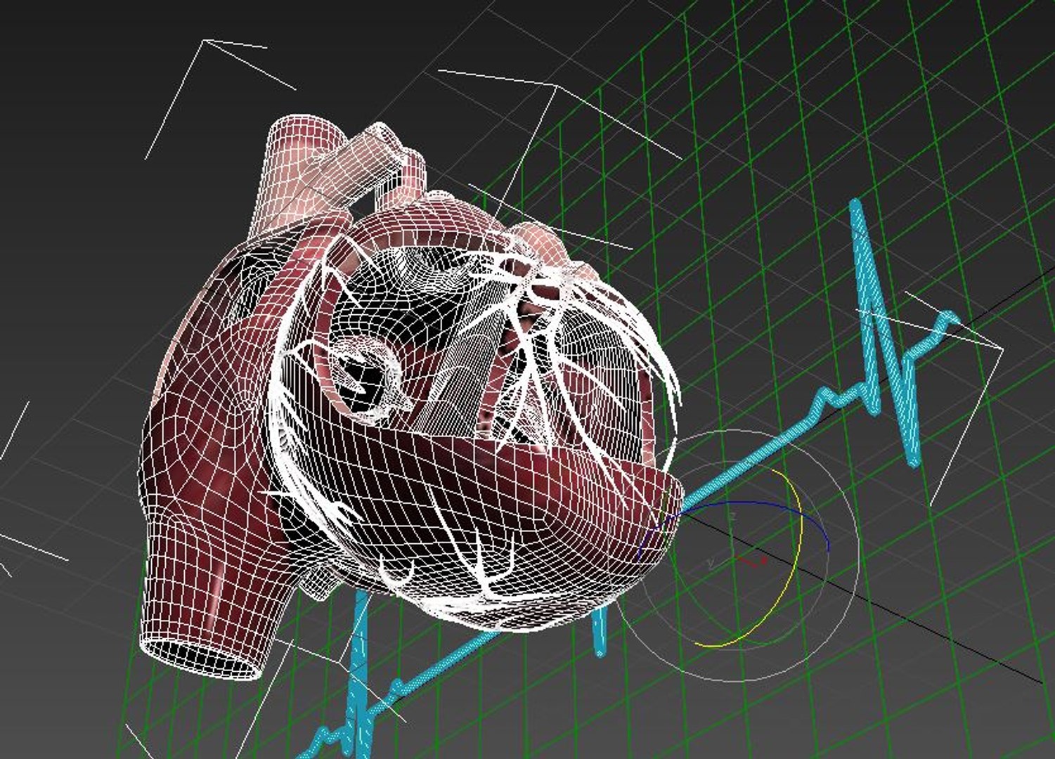 Human Heart 3d Model