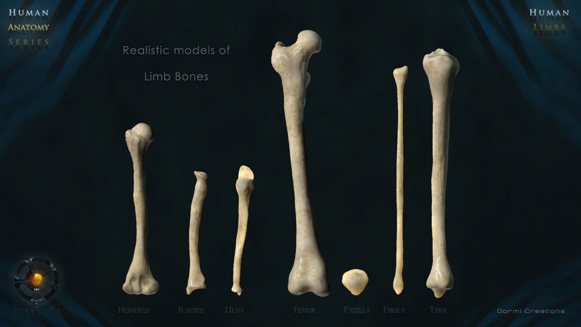 3d Human Limb Bones