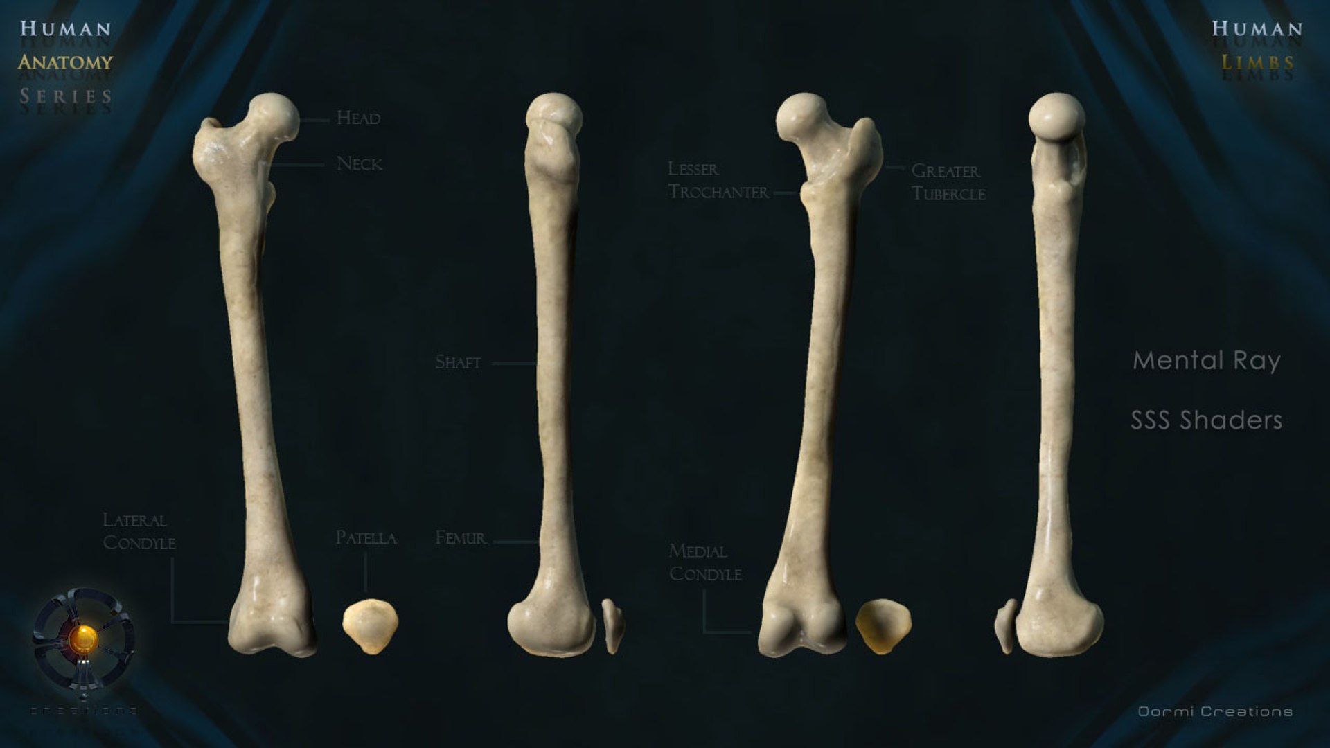 3d Human Limb Bones