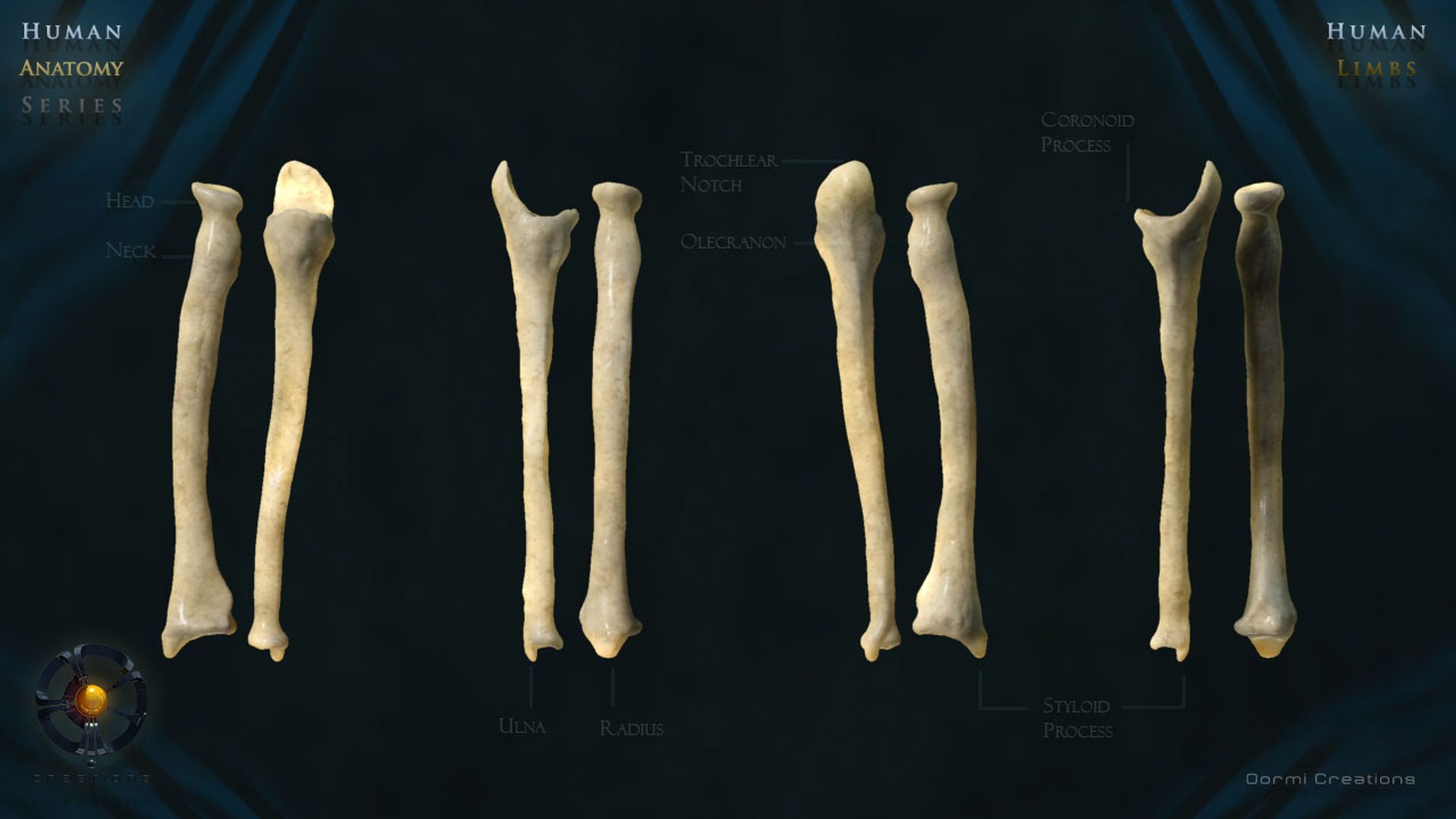 3d Human Limb Bones