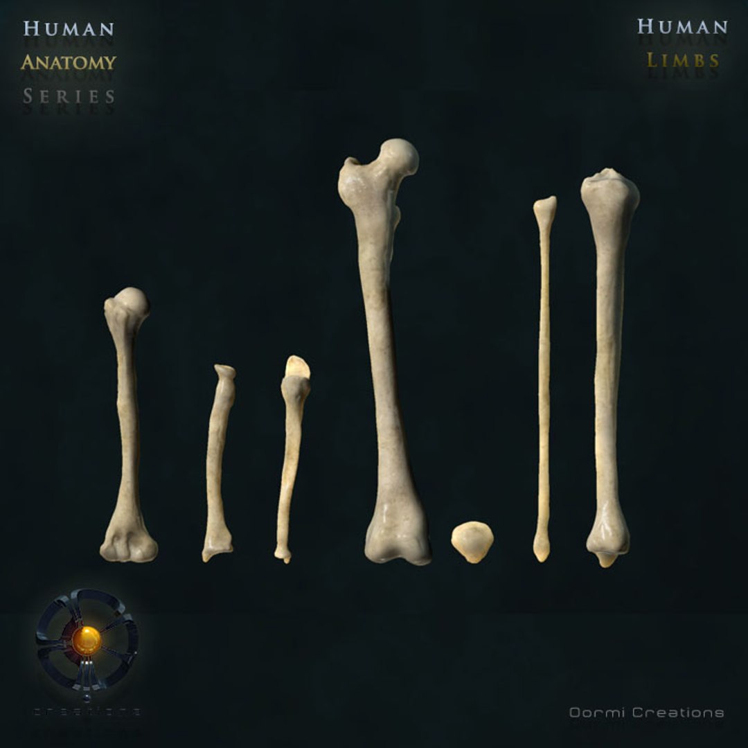 3d Human Limb Bones