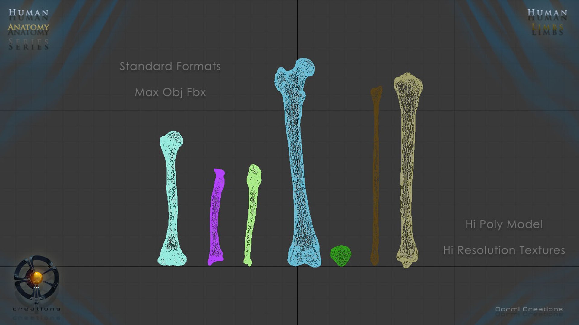 3d Human Limb Bones