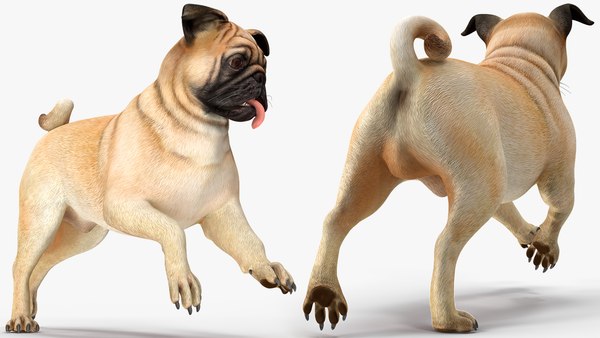 Pug dog running pose 3D model - TurboSquid 1681724
