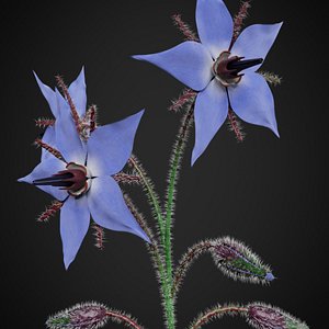 Free Blender Flower Models | TurboSquid
