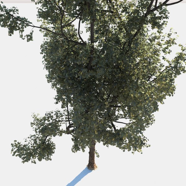 realistic linden lime tree 3d model
