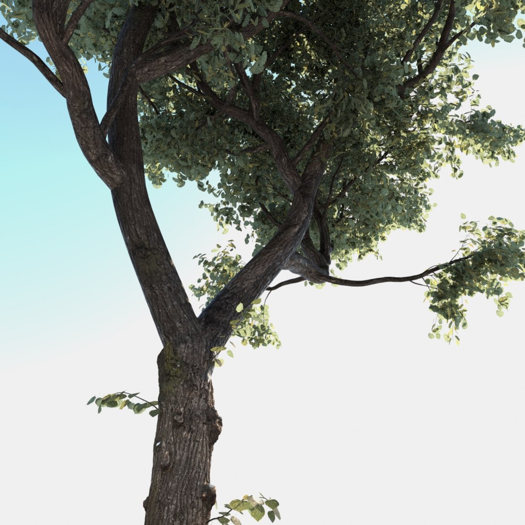 Realistic Linden Lime Tree 3d Model