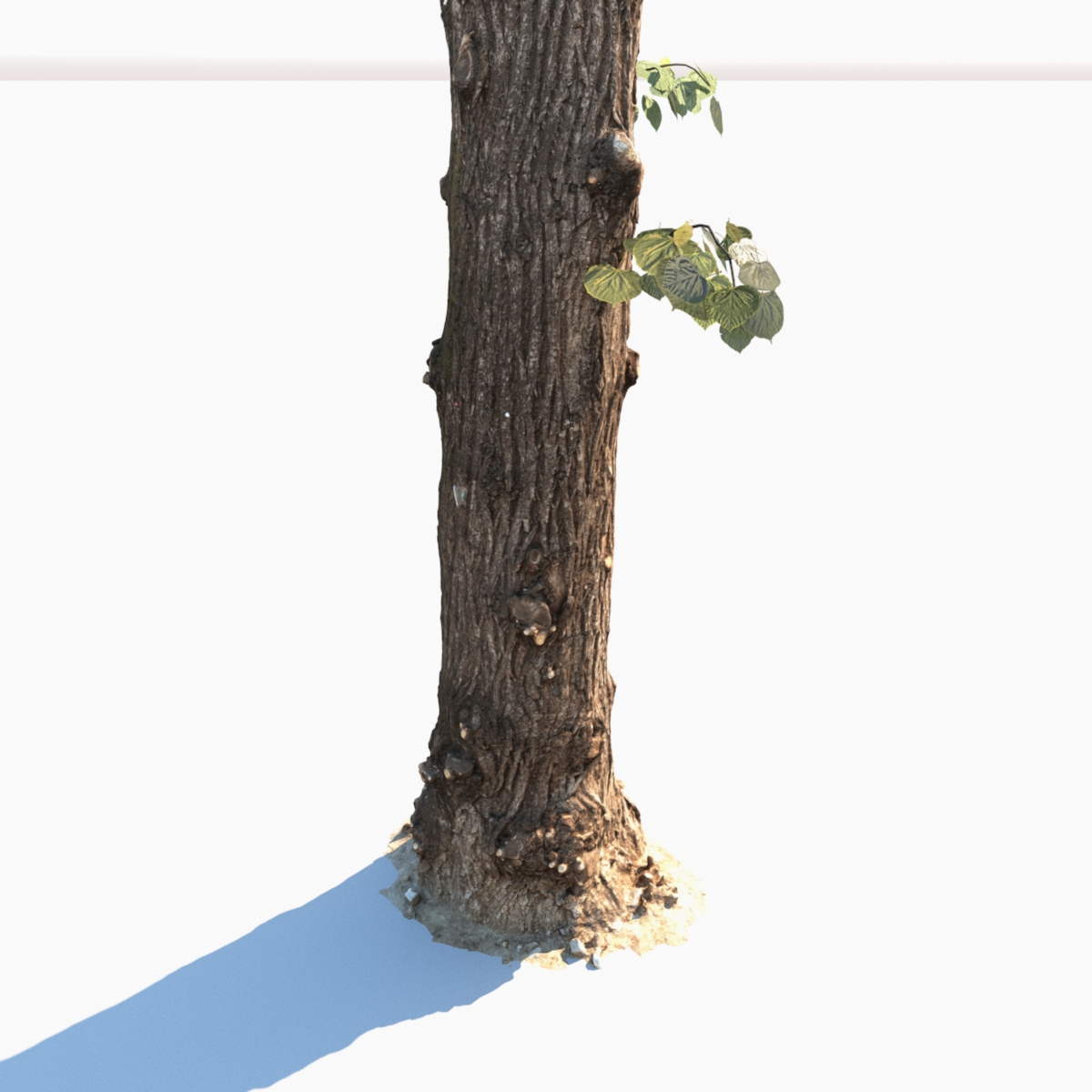 realistic linden lime tree 3d model