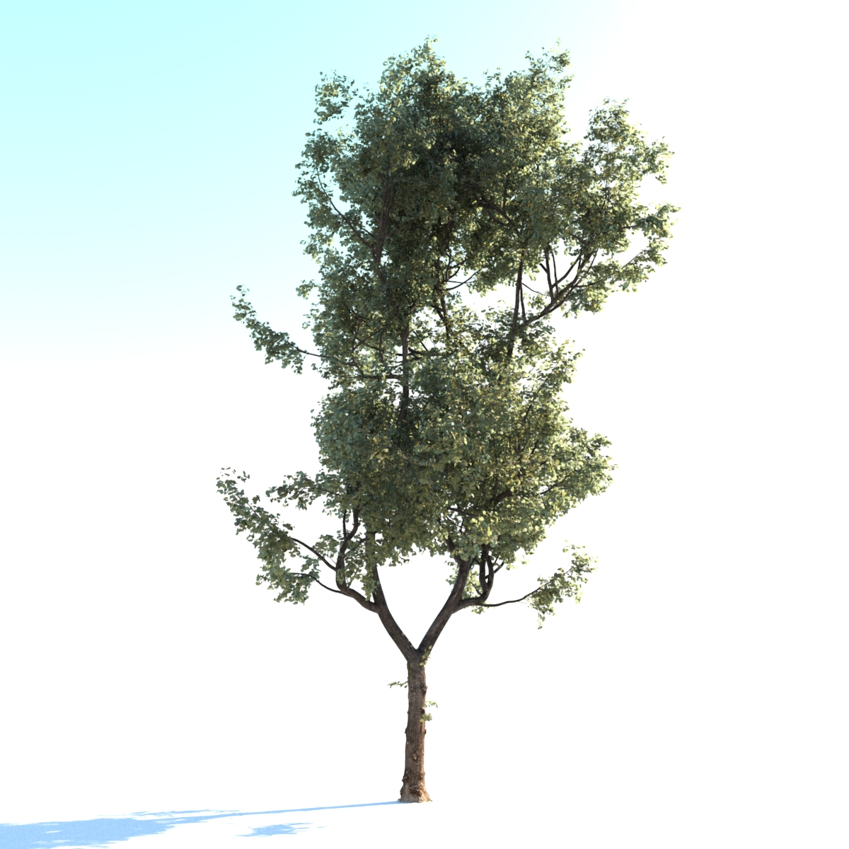 realistic linden lime tree 3d model