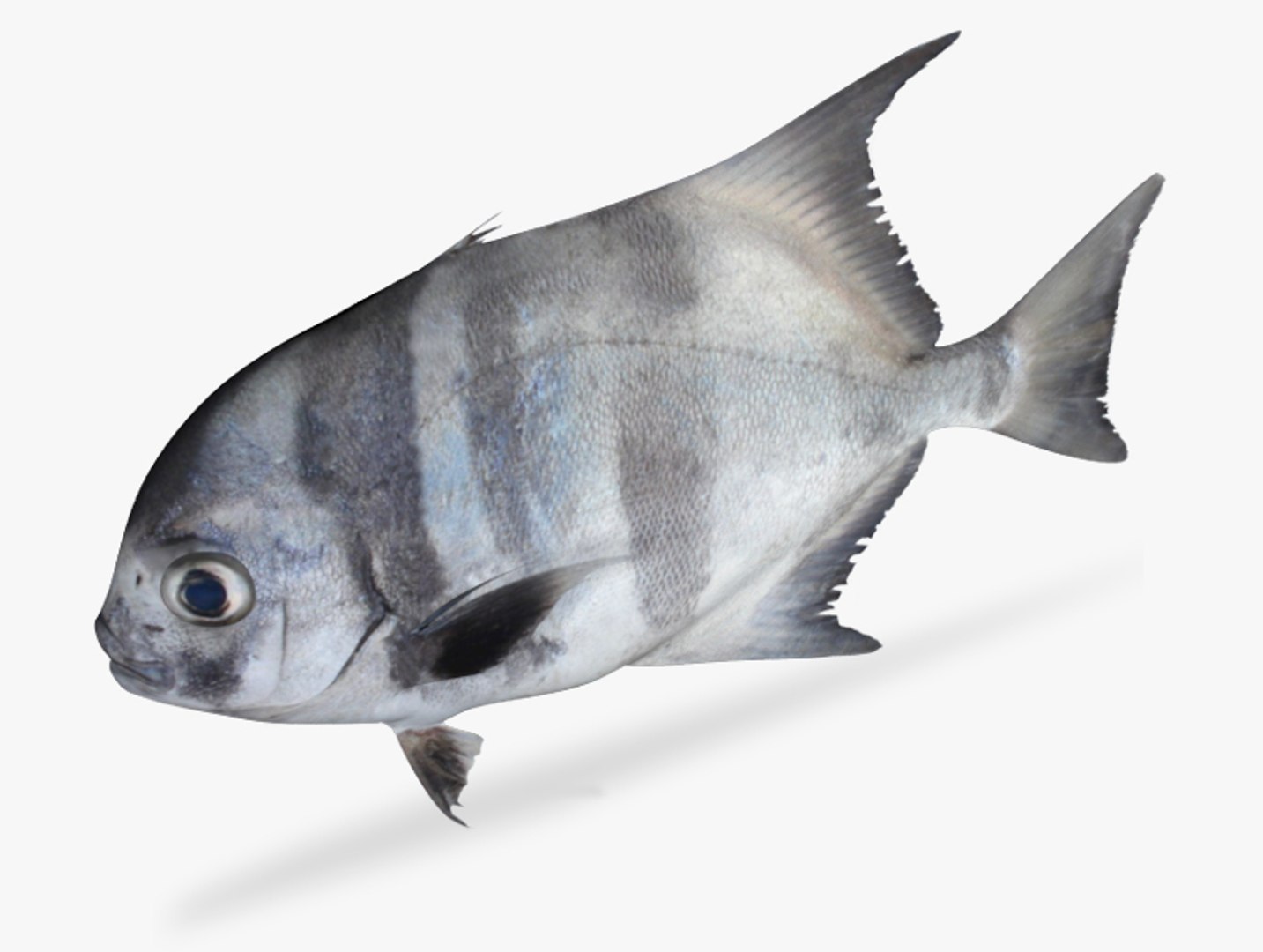pacific spadefish x