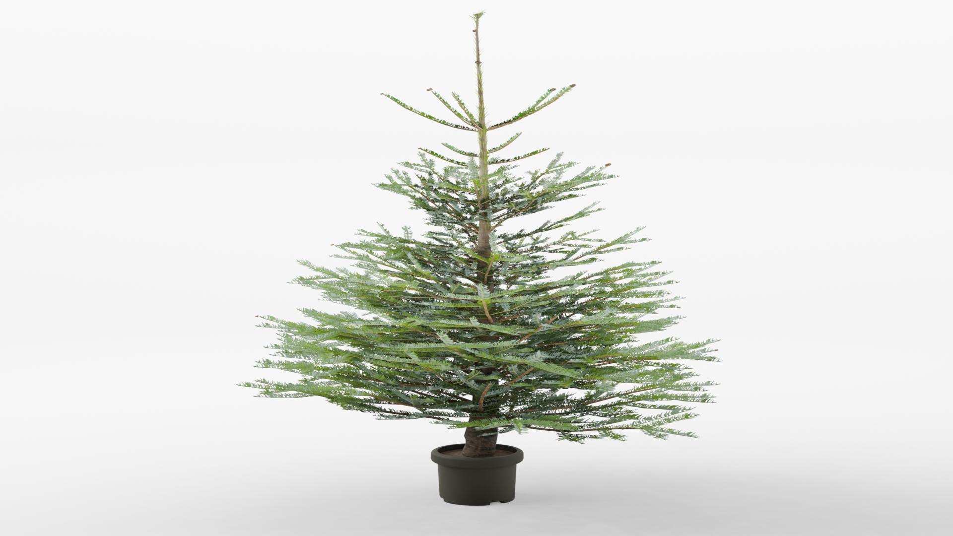 Nordmann Fir 3D Model 3D Model - TurboSquid 2216777