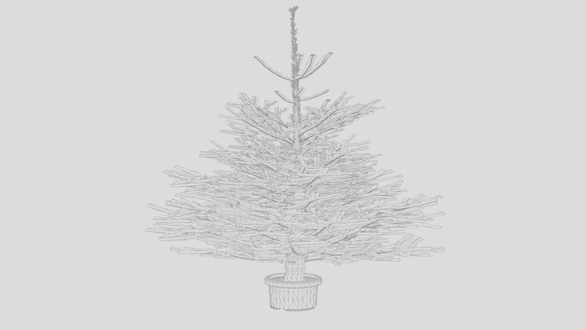 Nordmann Fir 3D Model 3D Model - TurboSquid 2216777