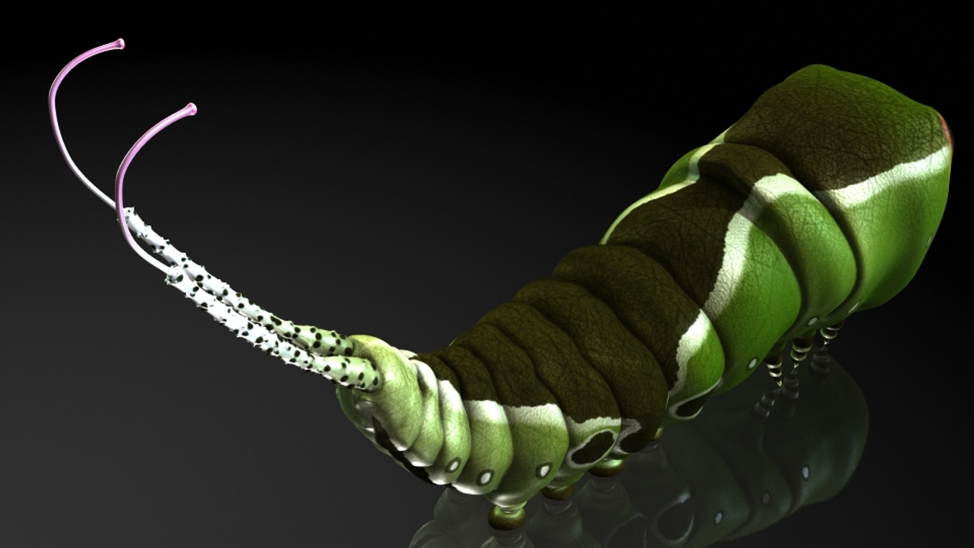 Insect 3D Model - TurboSquid 1214337