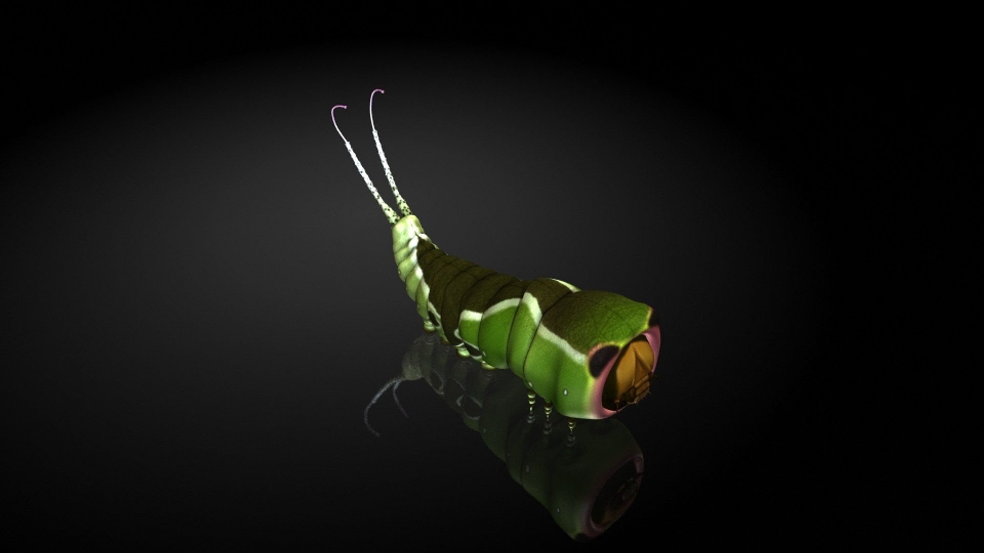 Insect 3D Model - TurboSquid 1214337