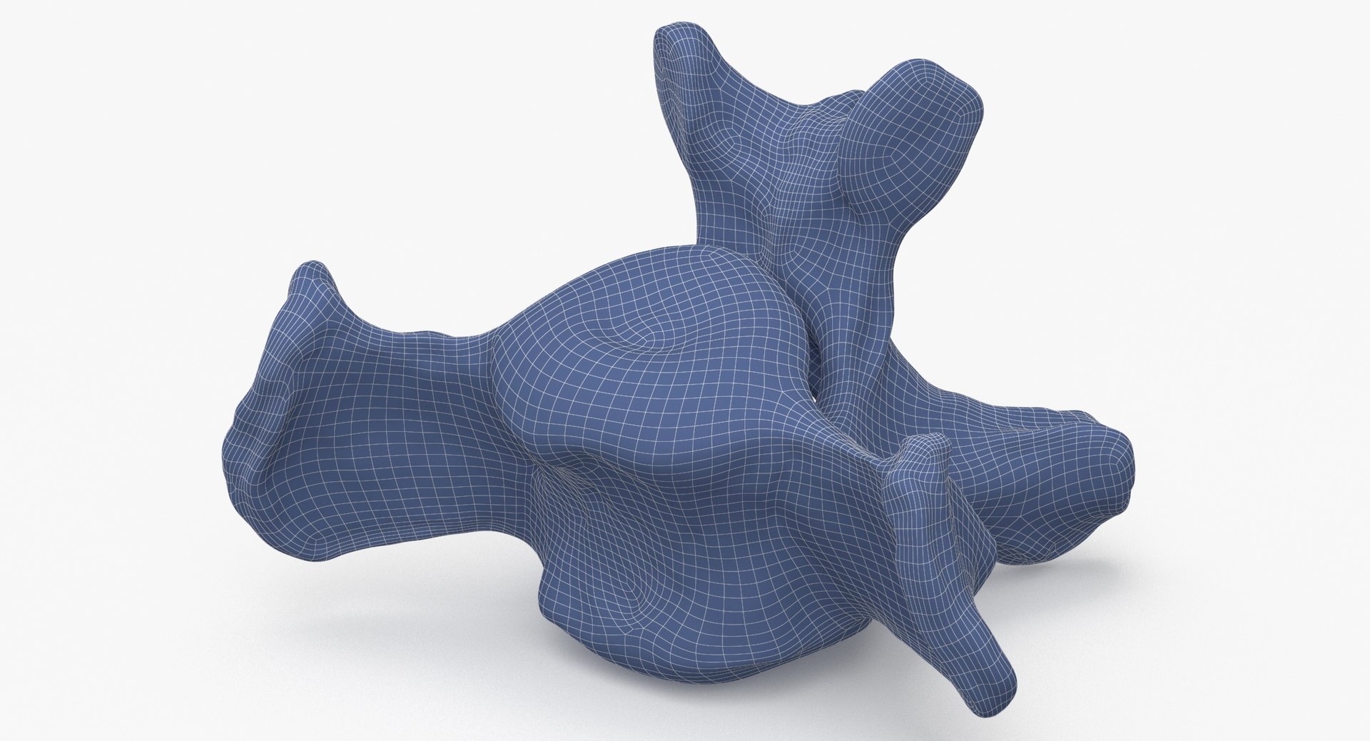 Pavian Monkey Male Caudal Vertebrae Cd2 3D Model - TurboSquid 2071796