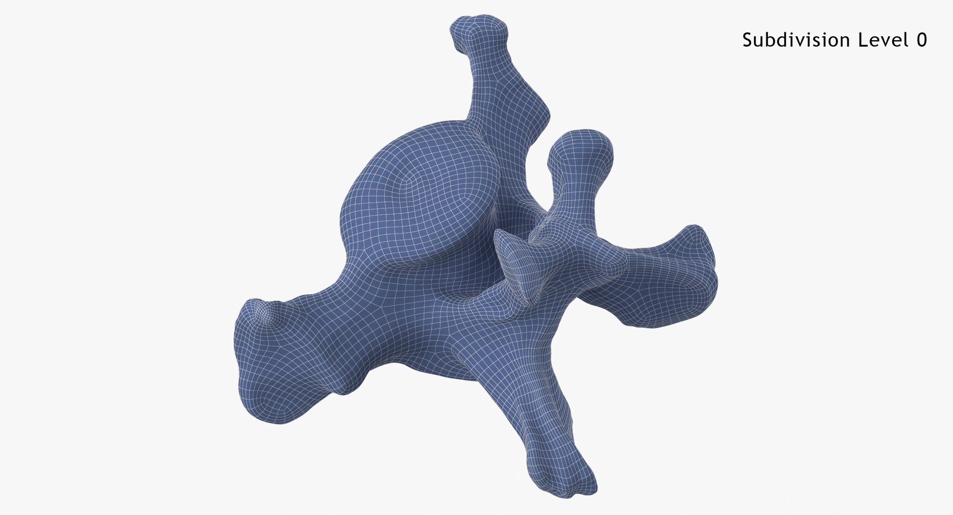 Pavian Monkey Male Caudal Vertebrae Cd2 3D Model - TurboSquid 2071796