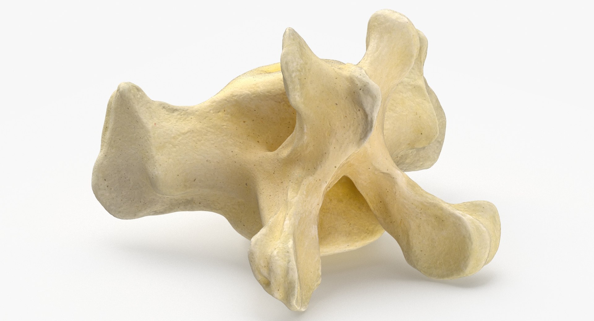 Pavian Monkey Male Caudal Vertebrae Cd2 3D Model - TurboSquid 2071796