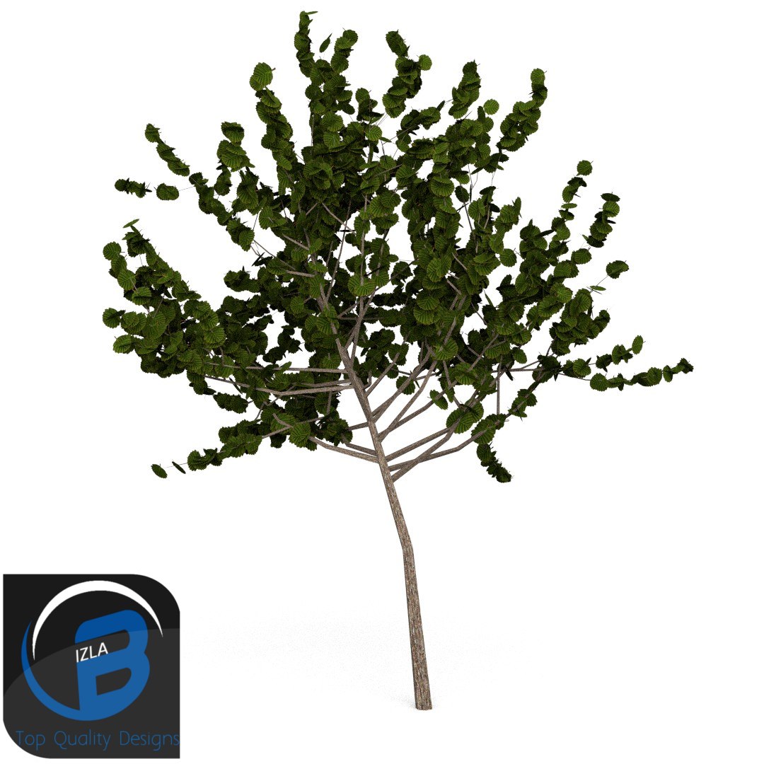 Tree Leaf 3d Model