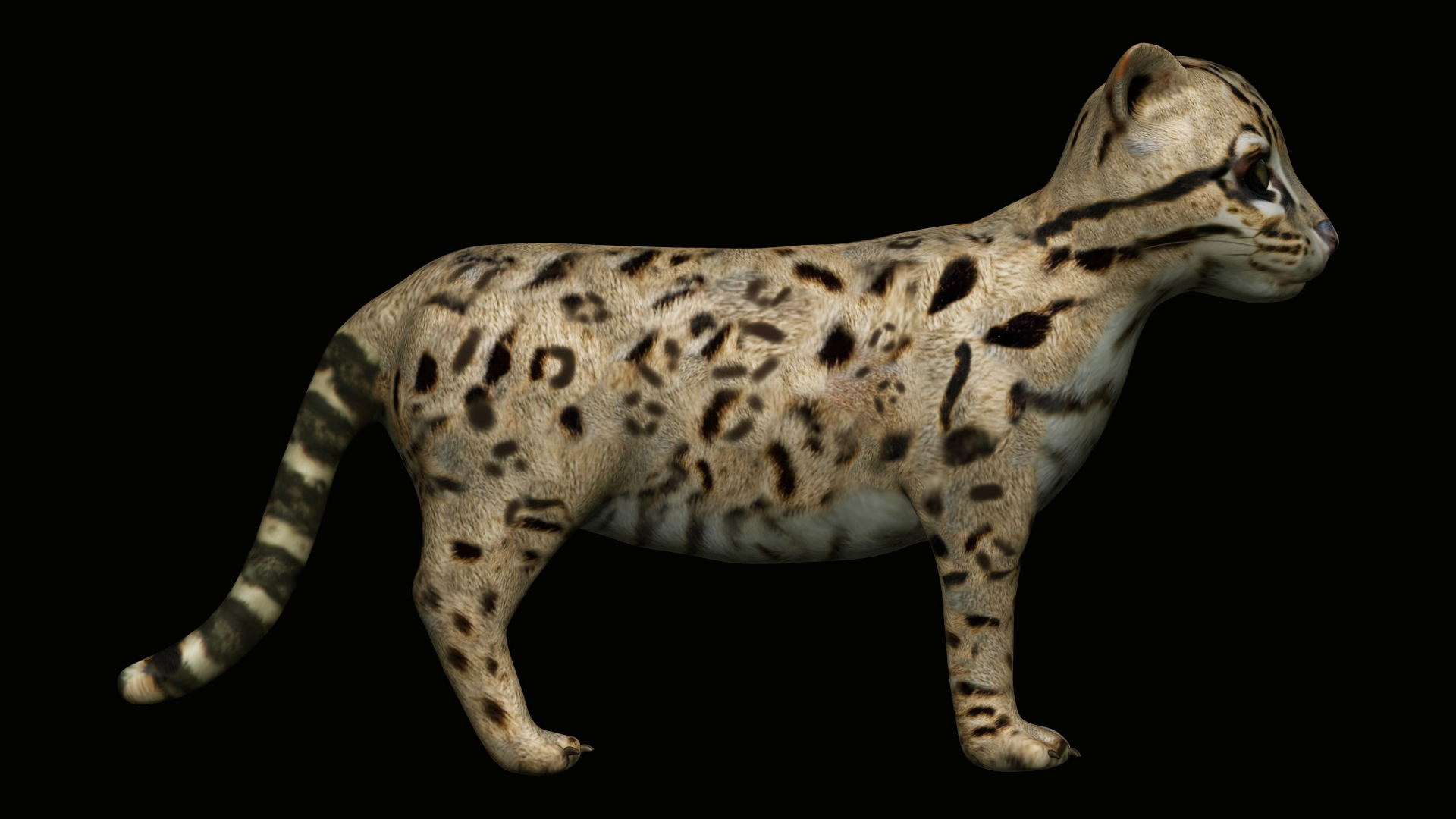 Fully rigged ocelot 3D - TurboSquid 1705335