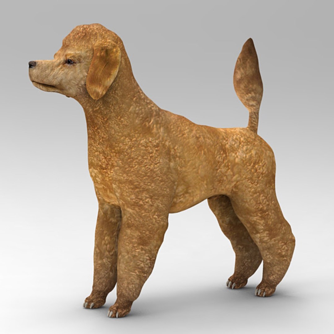 3dsmax Poodle Dog
