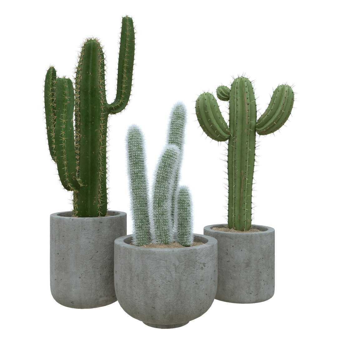 3D Indoor cacti in concrete pots model - TurboSquid 1819024