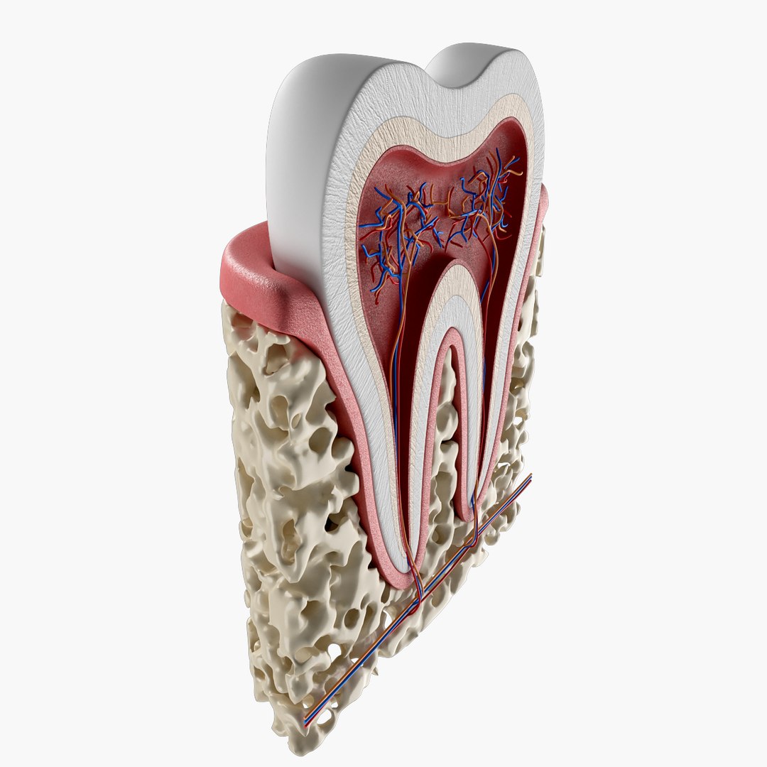 Tooth Anatomy Human 3D Model - TurboSquid 1355453
