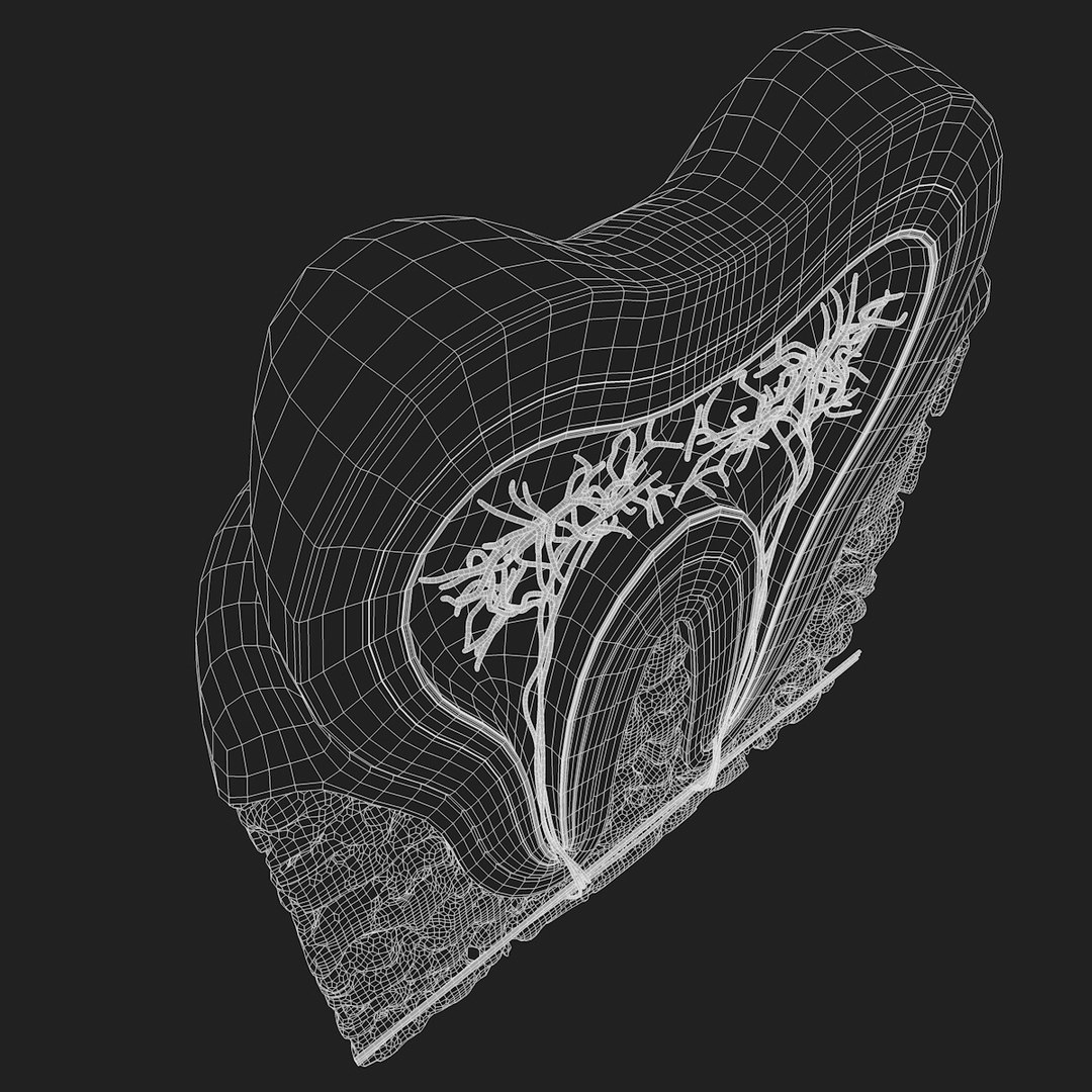 Tooth Anatomy Human 3D Model - TurboSquid 1355453