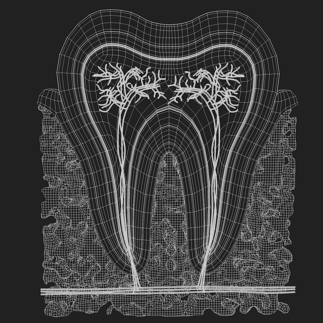 Tooth Anatomy Human 3D Model - TurboSquid 1355453